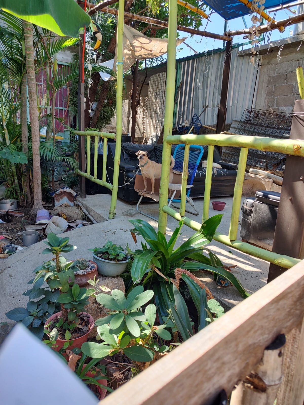 Atiende Gobierno de Acapulco 15 denuncias por maltrato animal » Gaceta25